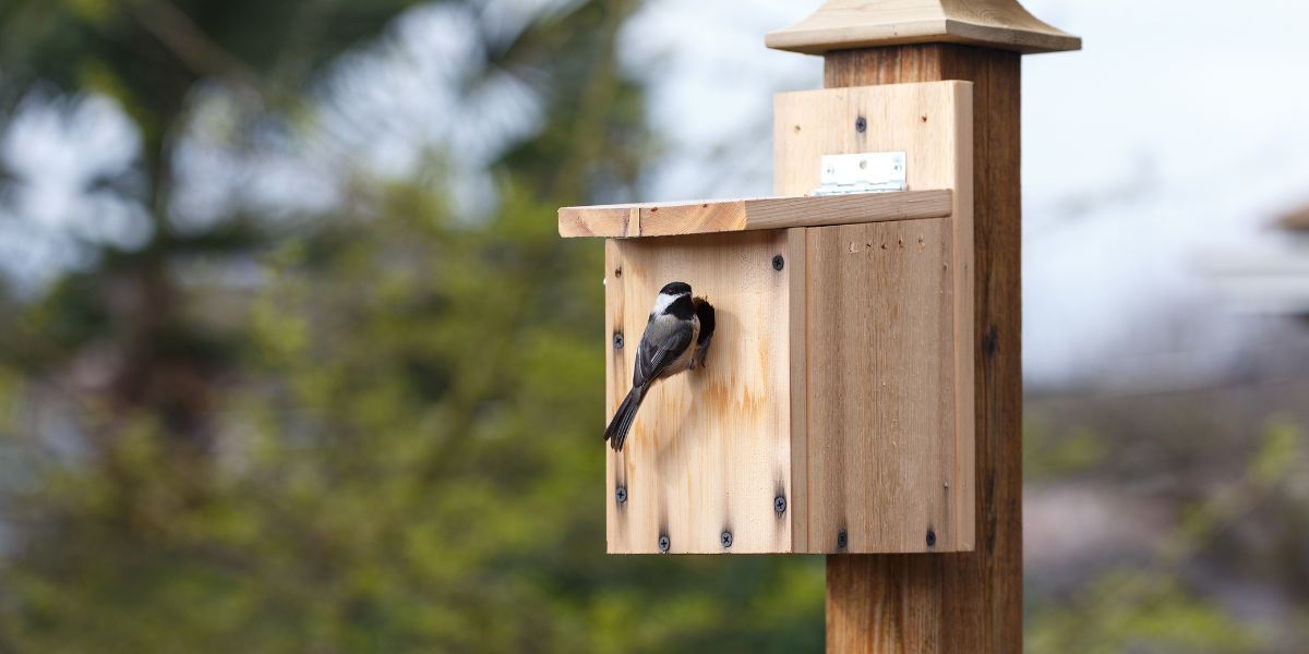 Nichoirs oiseaux : comment et où les installer ? - La Varlope